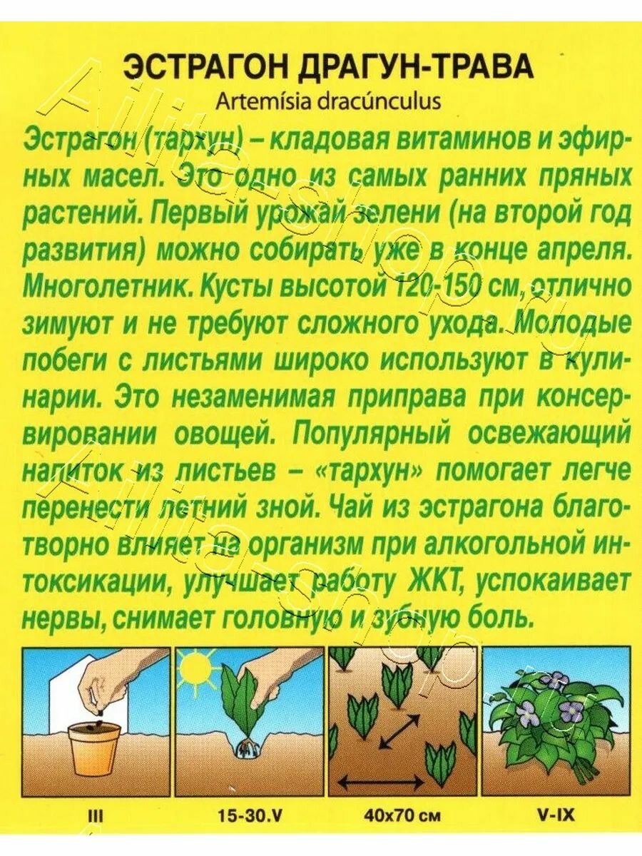 Семена "Эстрагон Драгун-трава" — фото 1
