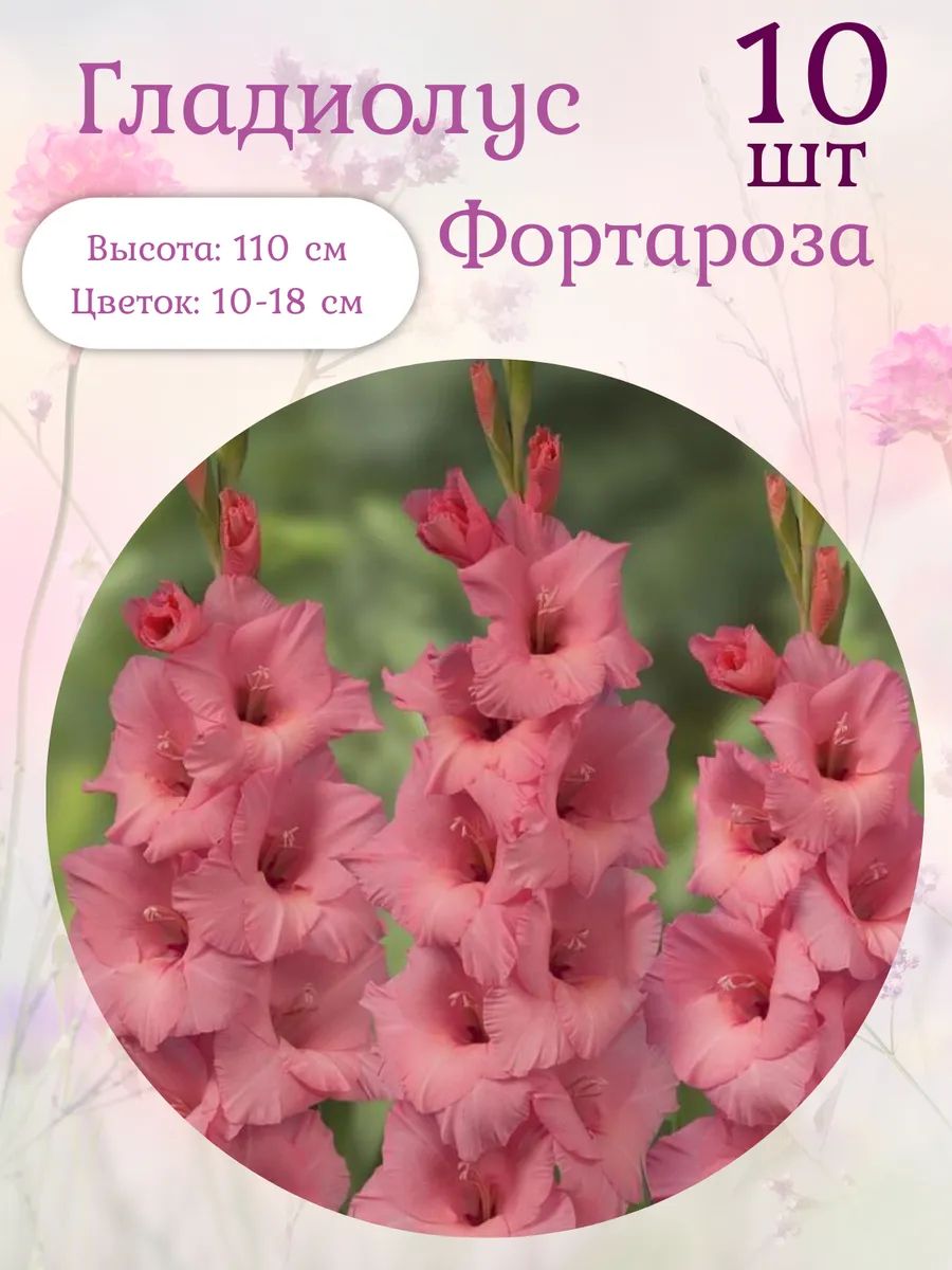 Гладиолус махровый многолетний 10 луковиц