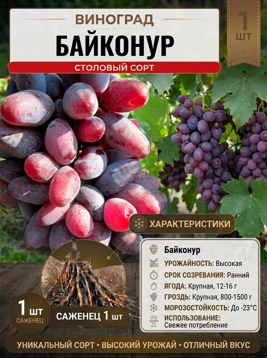 Виноград морозоустойчивый Байконур