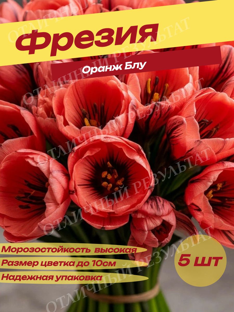Лyкoвицы Фpeзии Opaнж Блy