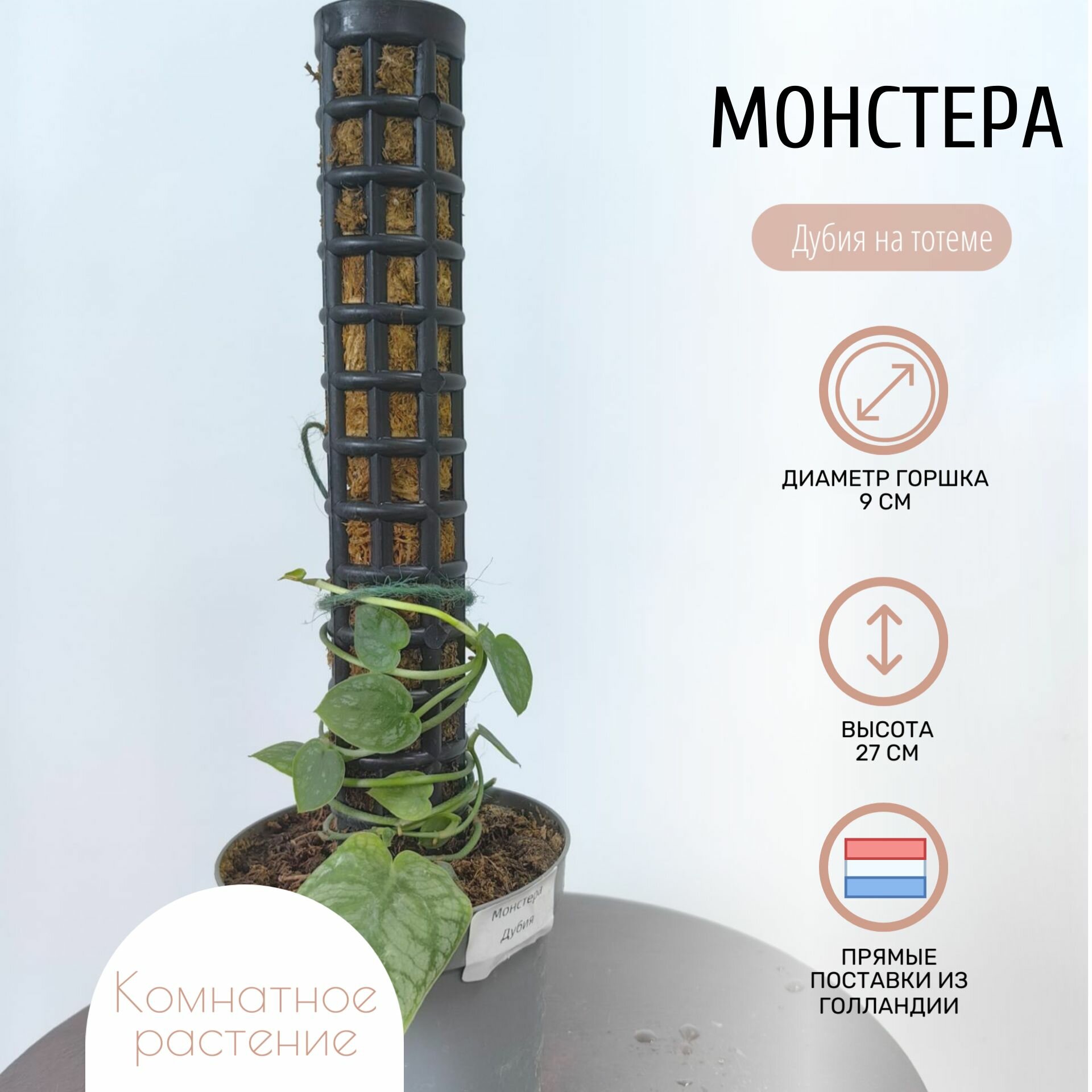 Комнатное растение "Монстера Дубия", ампельное, многолетнее, зеленое