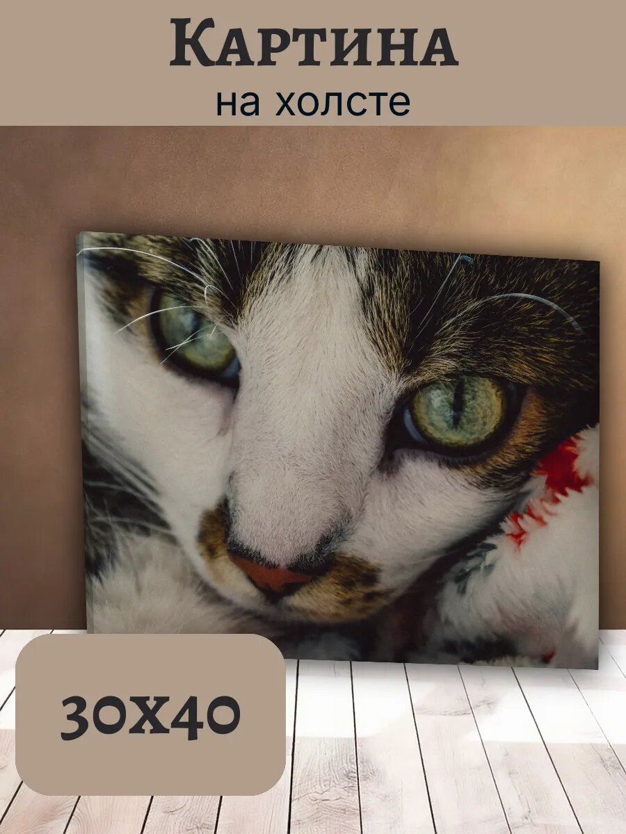 Картина Кот Кошка Cat 30x40 интерьерная с зелеными глазами