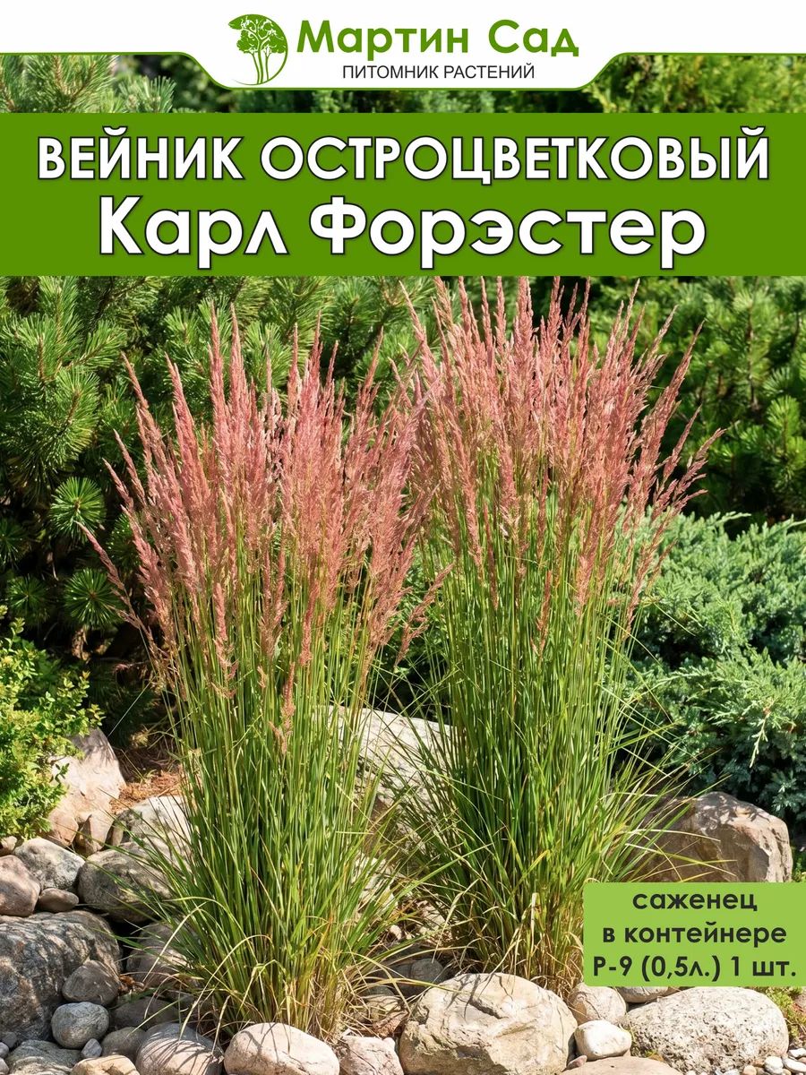 Вейник остроцветковый Карл Форэстер Р-9