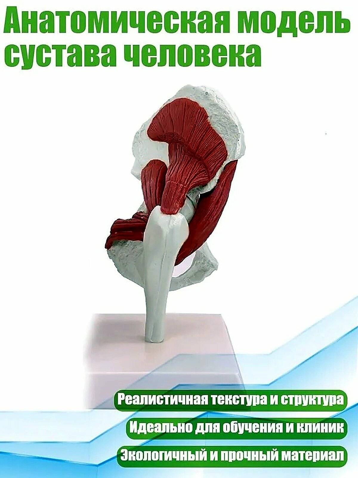 Анатомическая модель сустава человека, - тазобедренный сустав
