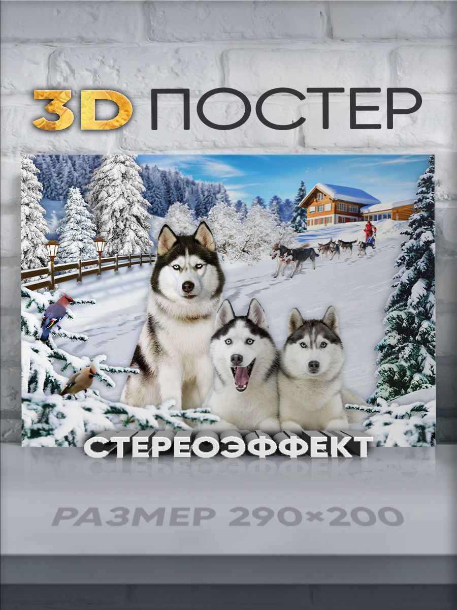 Стереопостер с 3D-эффектом "Собаки хаски"