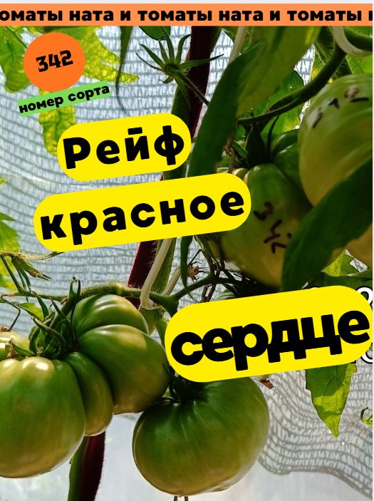 Коллекционные семена томата Красное сердце Рейфа 10 шт