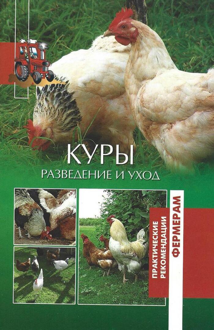 Куры. Разведение и уход