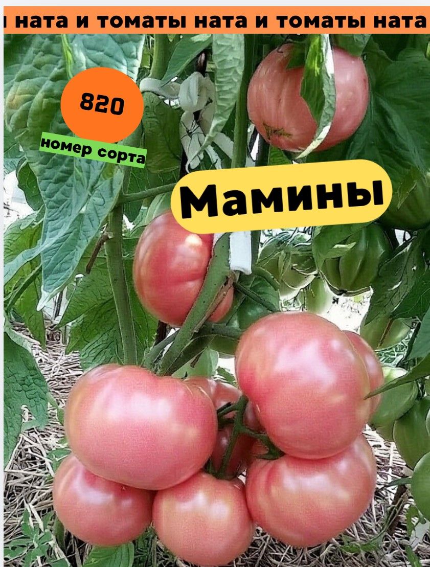Семена томата Мамины. (Семейный сорт) (Коллекционный )10 шт