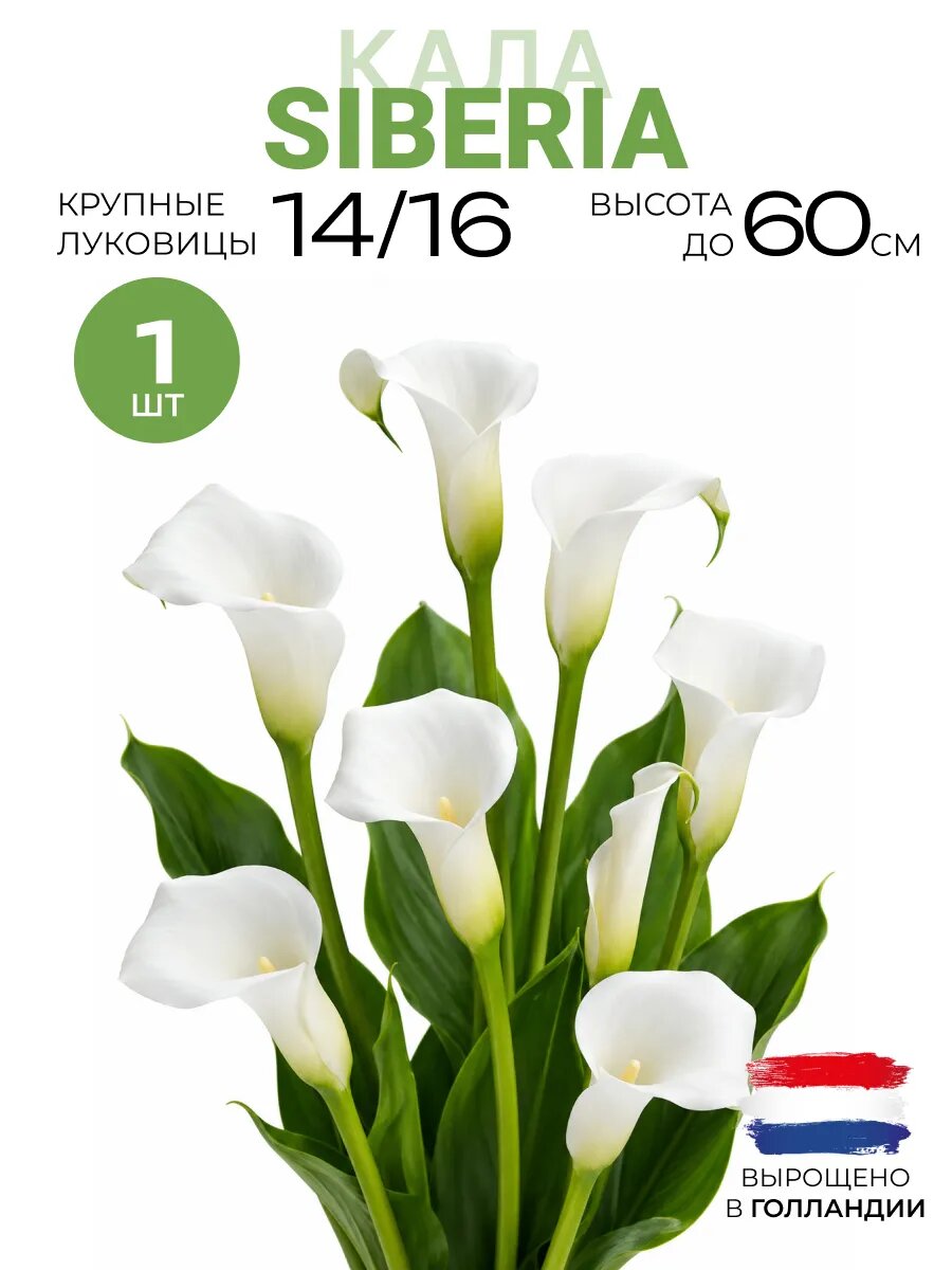 Каллы луковицы садовые многолетние