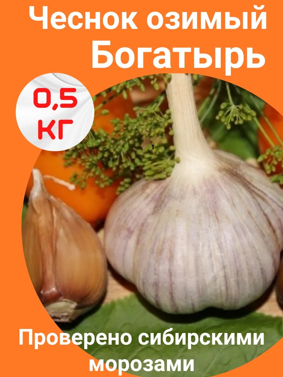 Чеснок озимый на посадку Богатырь 0,5 кг