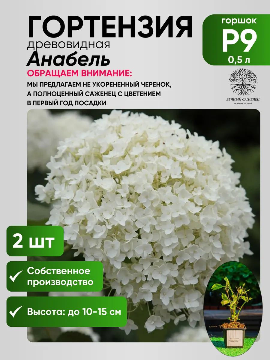 Гортензия древовидная Анабель, 2 саженца для сада и дачи, декоративные растения для посадки