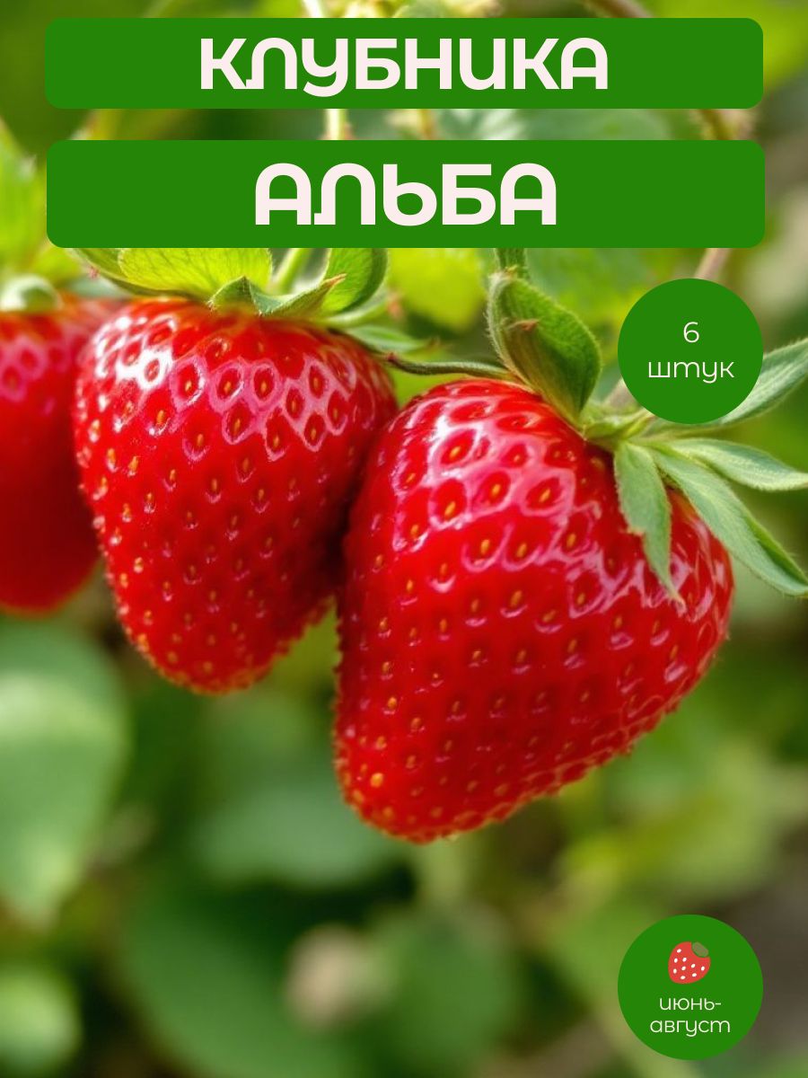 Клубника Альба 6 штук