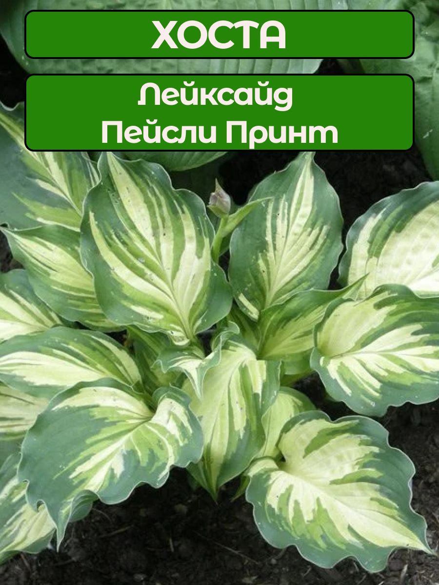Хоста Лейксайд Пейсли Принт, 1 шт