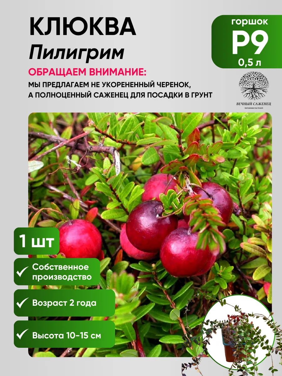 Клюква крупноплодная Пилигрим, саженец для сада и дачи, декоративное растение для посадки