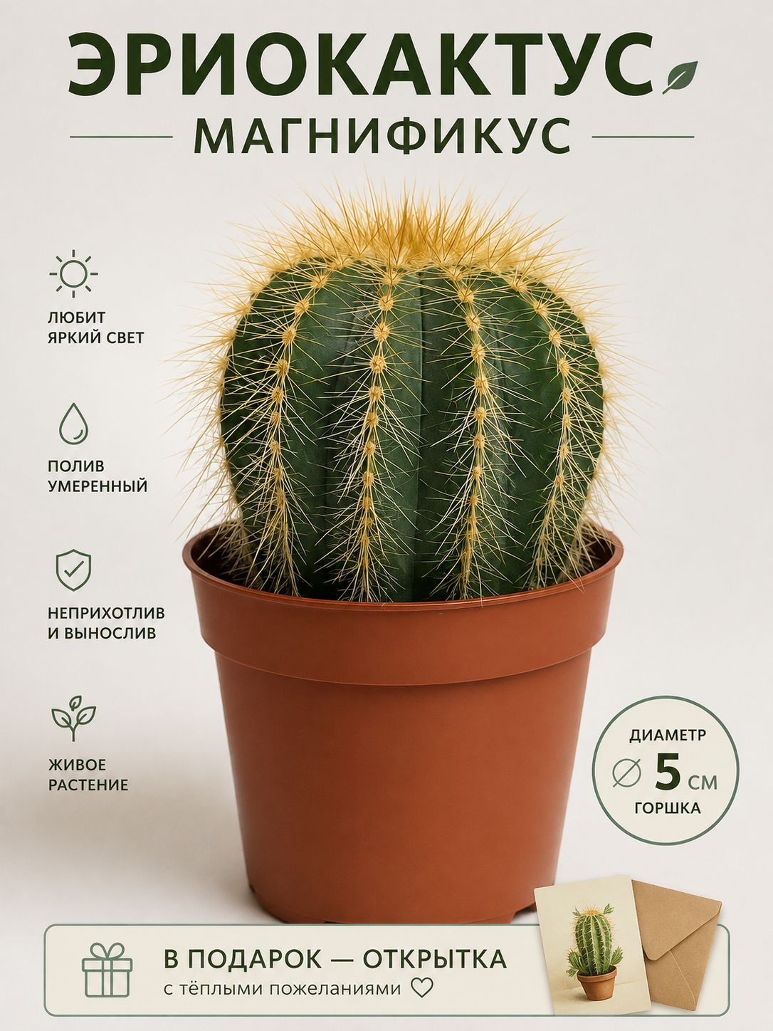 Эриокактус Магнификус (Eriocactus Magnificus), кактус живой, D-5 и удобрение