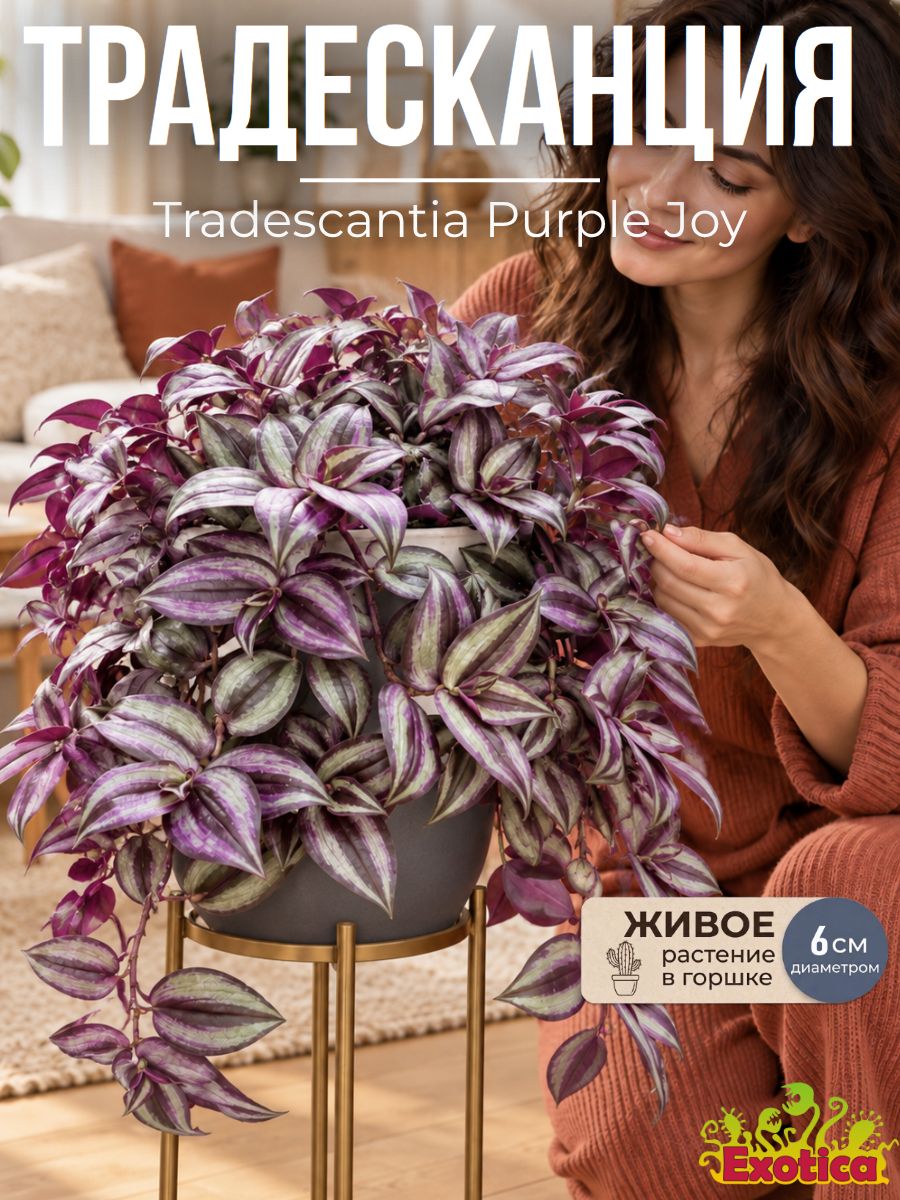 Традесканция Пурпл Джой (Tradescantia Purple Joy) D6см, домашний цветок