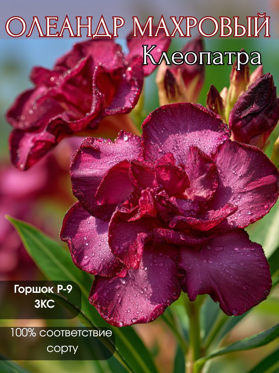Олеандр Клеопатра