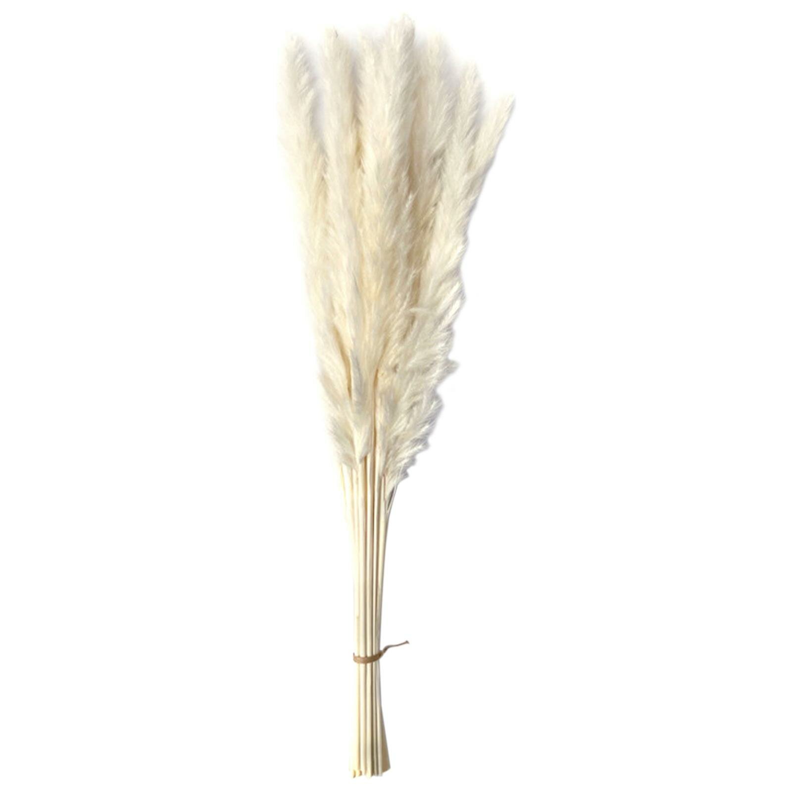 15 штук сушеной пампасной травы, букет из белых цветов тростника (Phragmites).