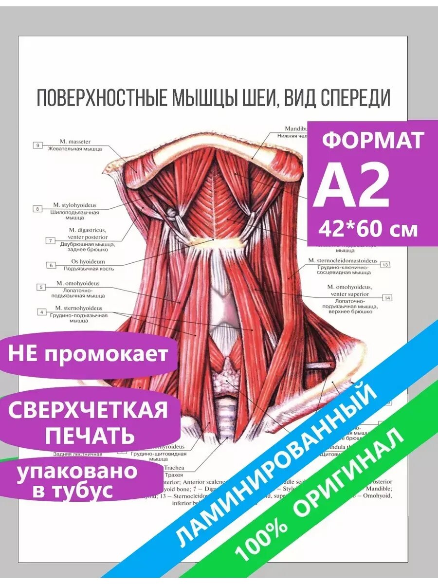 Постеры А2 по анатомии Поверхностные мышцы шеи