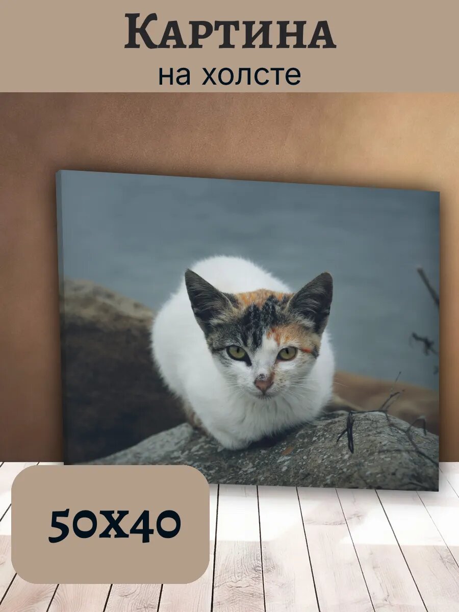 Картина Кот Кошка Cat 40x50 трехцветная на сером камне