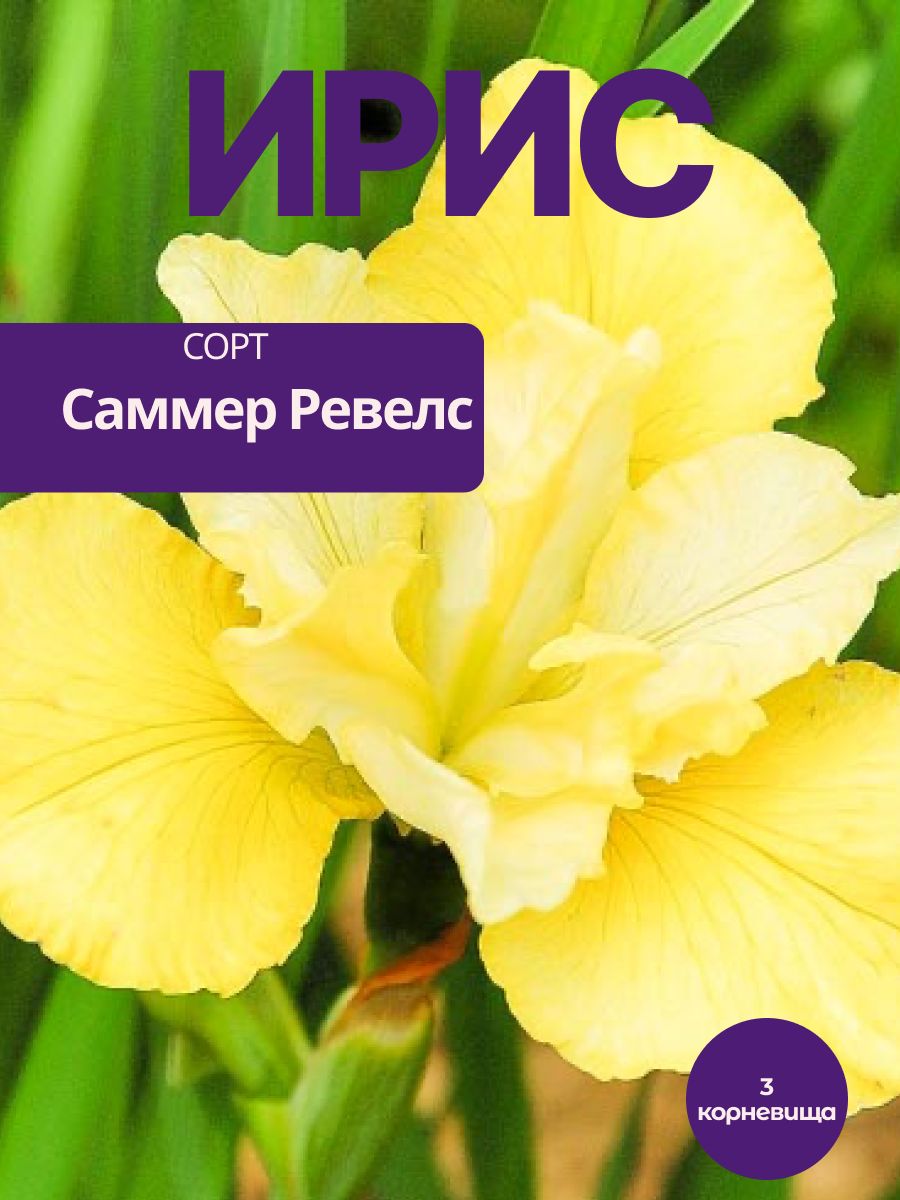 Ирис Саммер Ревелс, корневище 3 шт