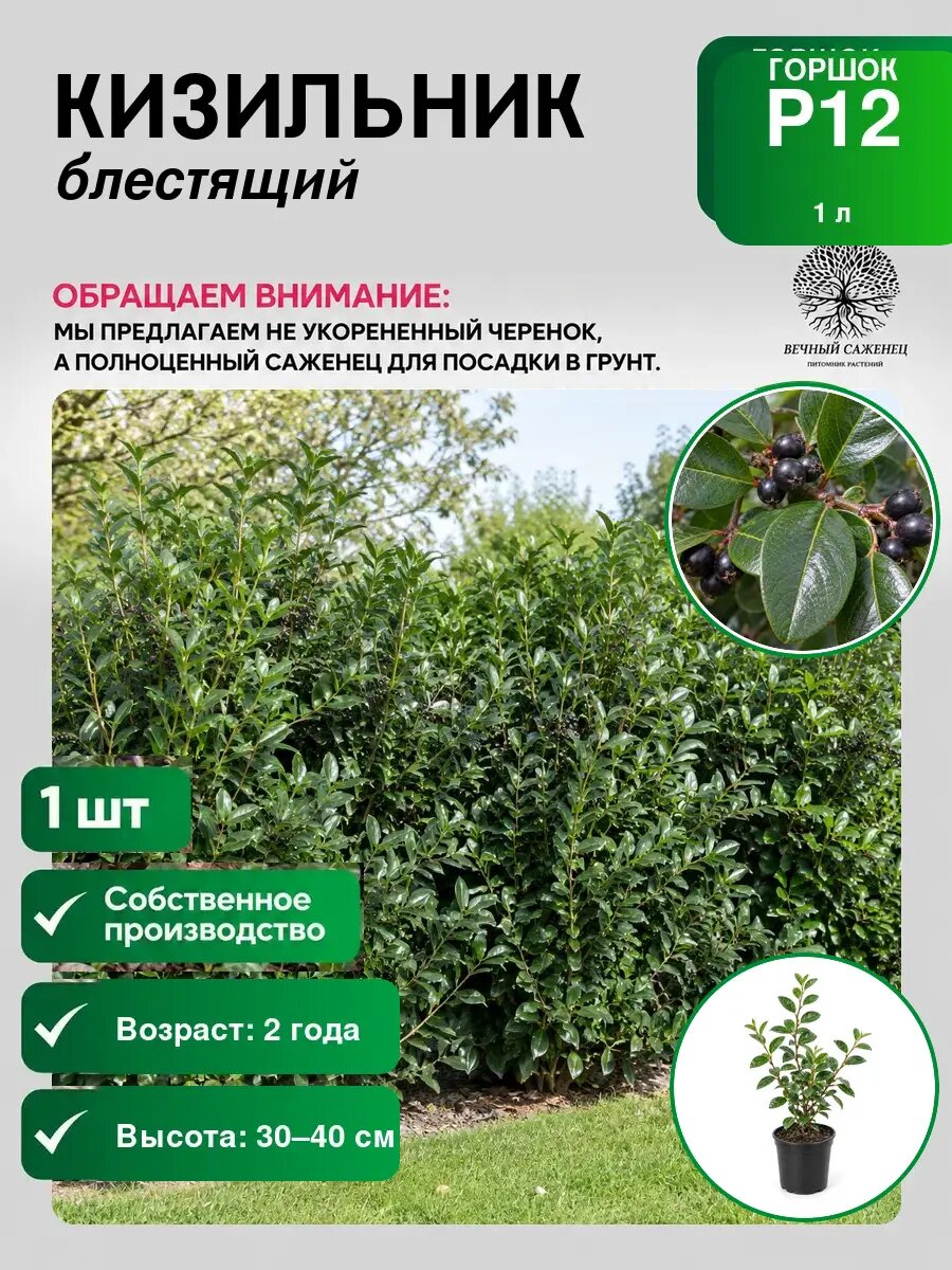 Кизильник блестящий Р12, саженец для сада и дачи, декоративное растение для посадки