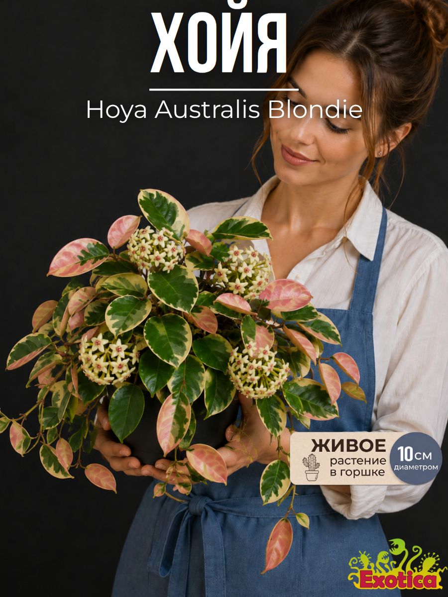 Хойя Аустралис Блонди (Hoya Australis Blondie) D10см, домашний цветок