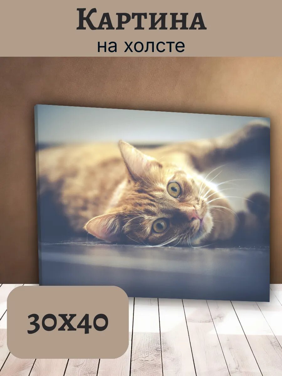 Картина Кот Кошка Cat 30x40 рыжий полосатый питомец