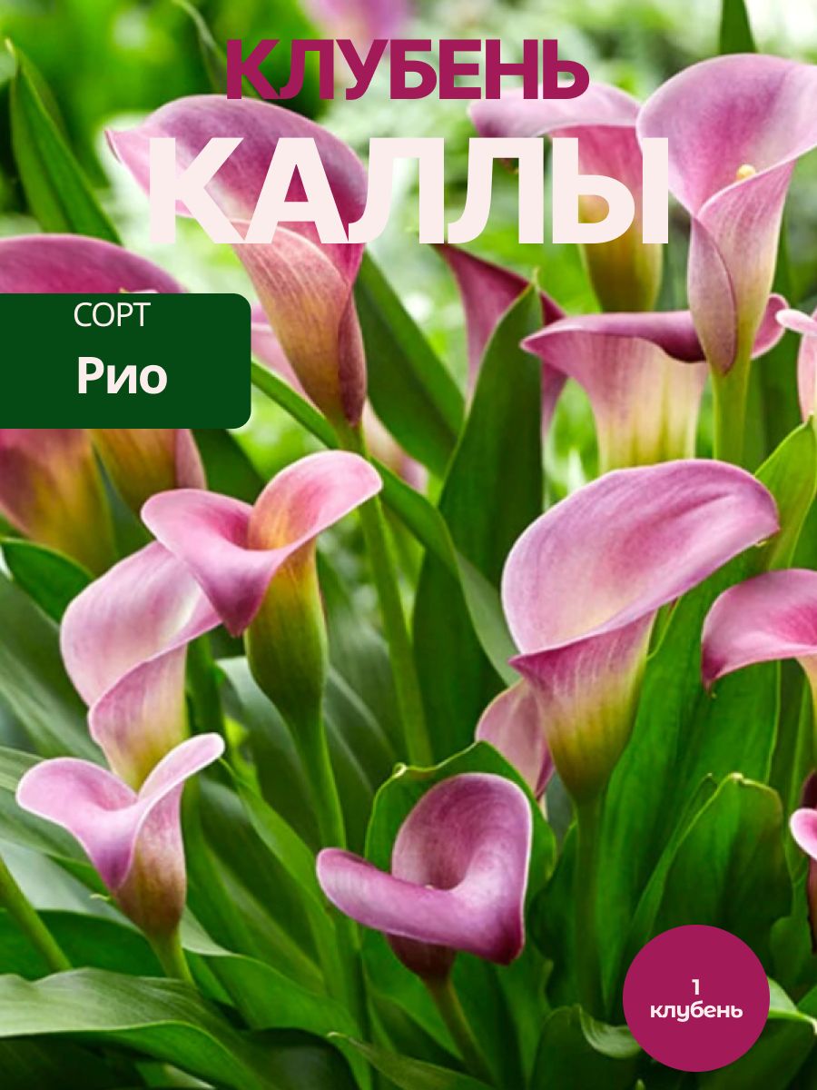 Калла Рио, 1шт