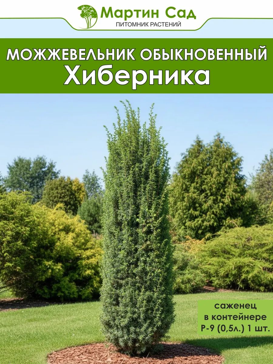 Можжевельник обыкновенный Хиберника Р-9
