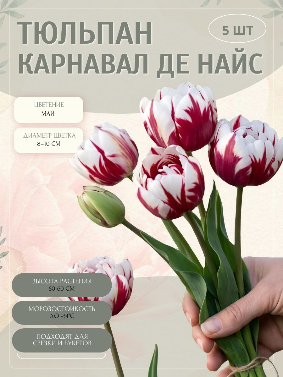 Тюльпан Карнавал де Найс, луковицы 5 шт.