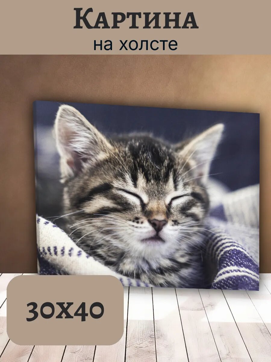 Картина Кот Кошка Cat 30x40 уютный спящий котенок в плede