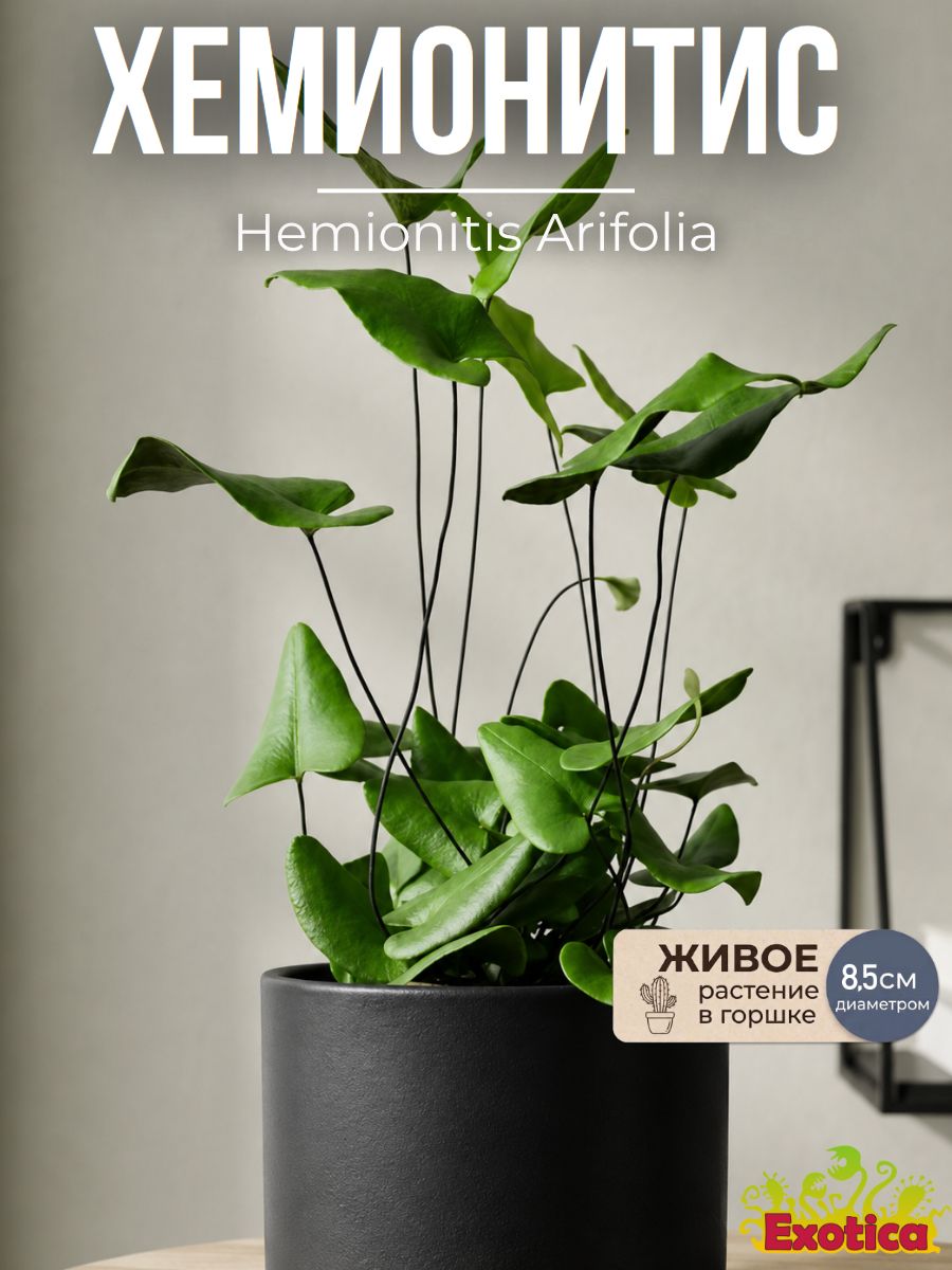 Хемионитис Арифолия, Папоротник Сердце (Hemionitis Arifolia) D8,5см, комнатное растение