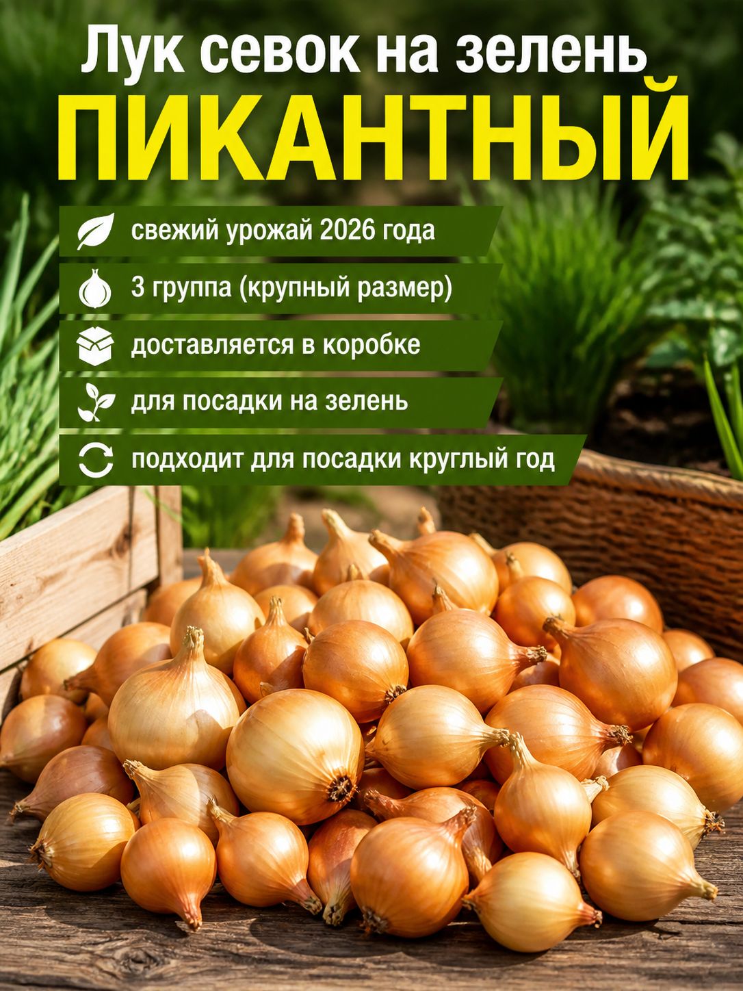 Лук севок на зелень Пикантный, 1 кг