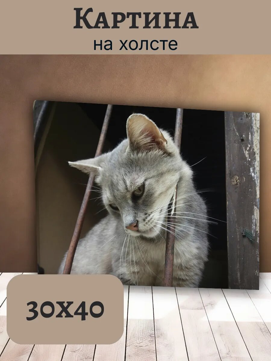 Картина Кот Кошка Cat 30x40 серая за решеткой