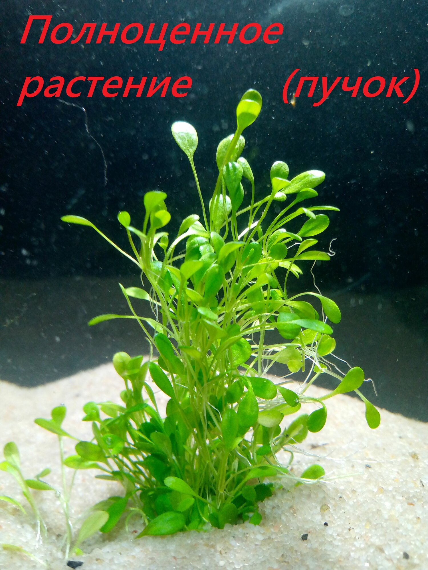 Глоссостигма повойничковая (Glossostigma elatinoides)