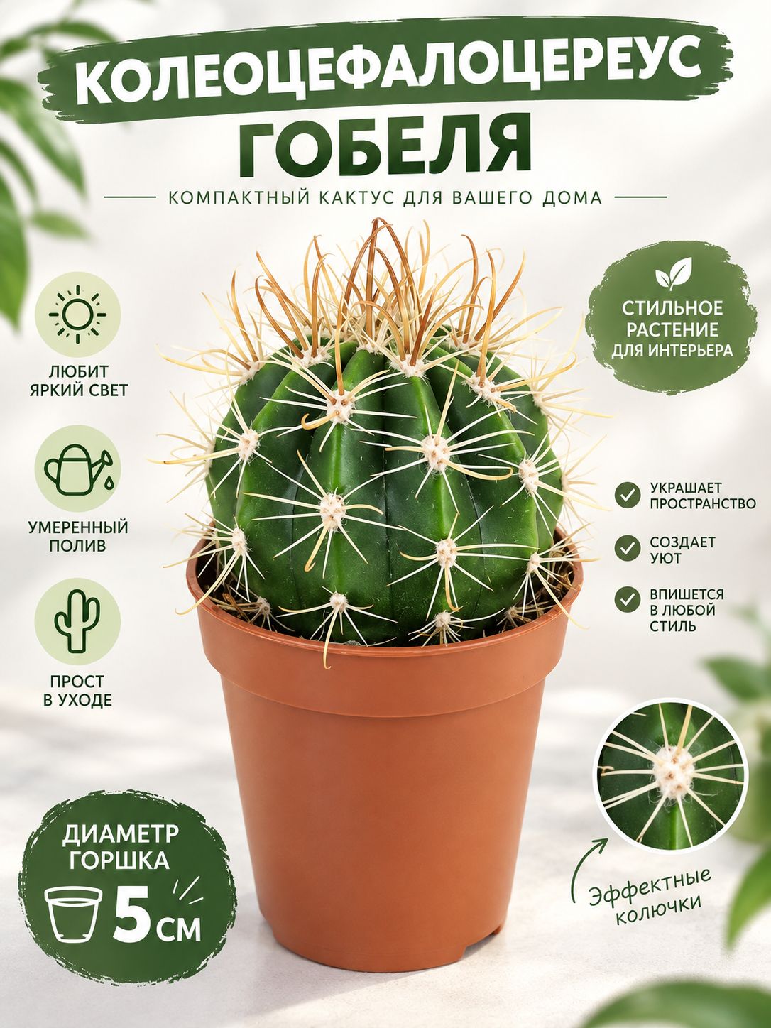 Колеоцефалоцереус Гобеля (Гёбеля), живое растение, D-5 живое растение