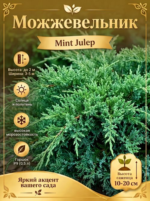 Можжевельник фитцериана Mint Julep (Минт Джулеп)