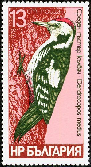 (1978-061) Марка Болгария "Средний пёстрый дятел" Дятлы II