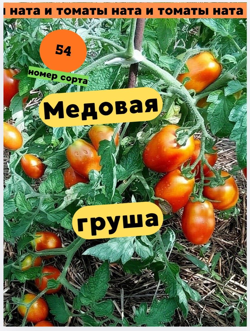 Коллекционные семена томата Груша медовая. Долго хранится 10 шт