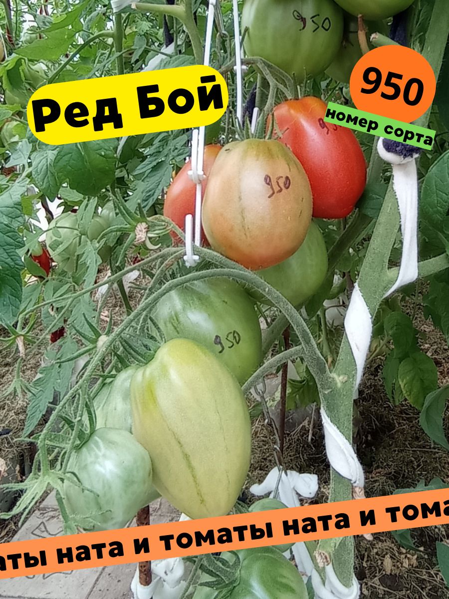 Семена томата Ред бой (Коллекционный )10 шт