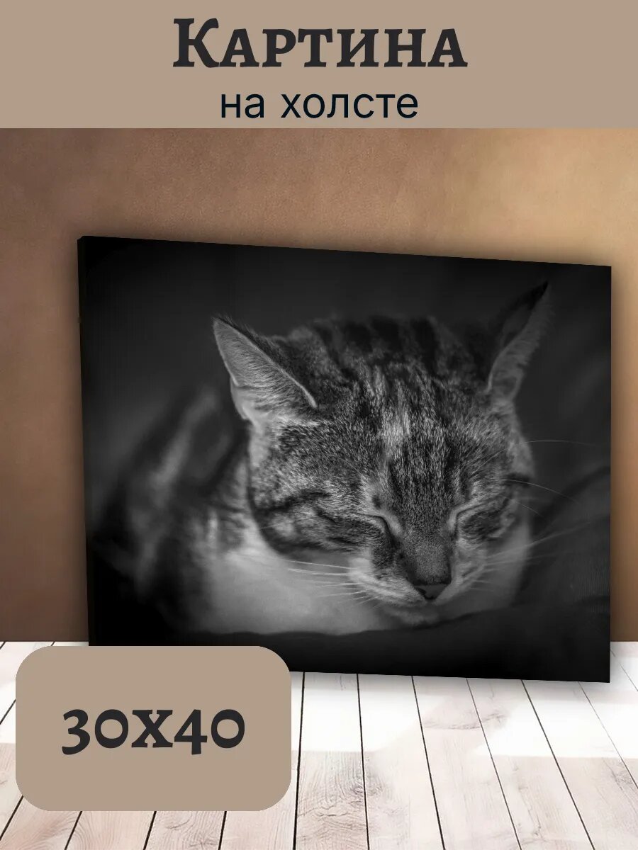 Картина Постер Кот Кошка Cat 30x40 чёрно-белый спящий