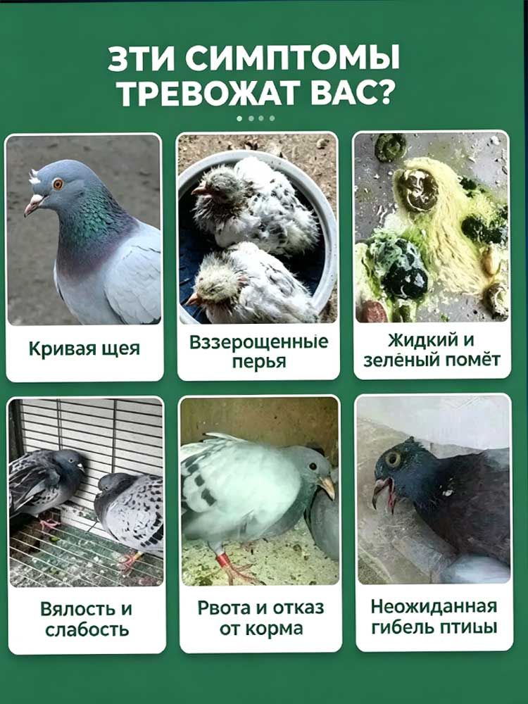 Уход за здоровьем голубей Поддержка при аденовирусной инфекции / болезни Ньюкасла Воспаление зоба, зеленый помет, лихорадка и рвота