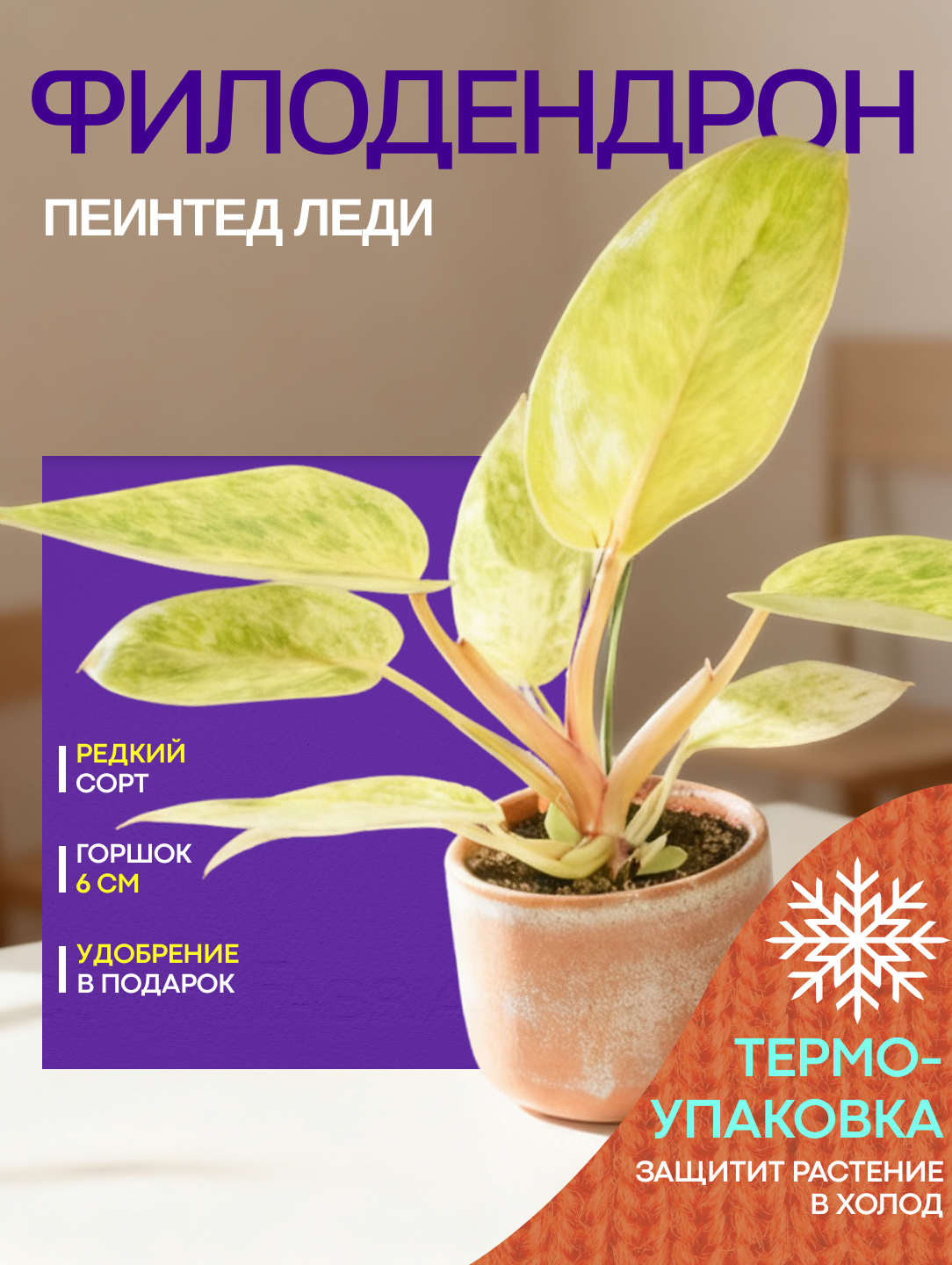Филодендрон Пеинтед Леди комнатный цветок в горшке живой