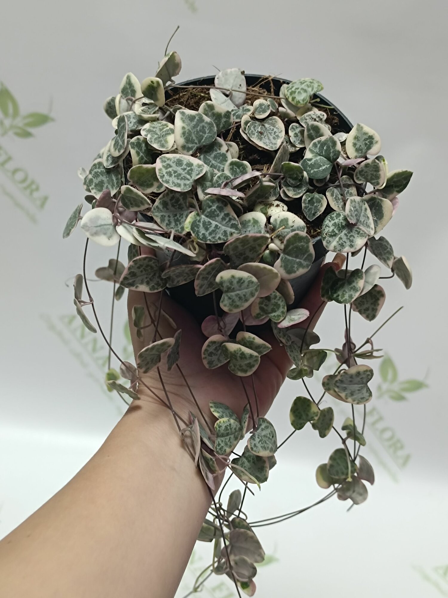 Церопегия woodii Variegata D9/15 см
