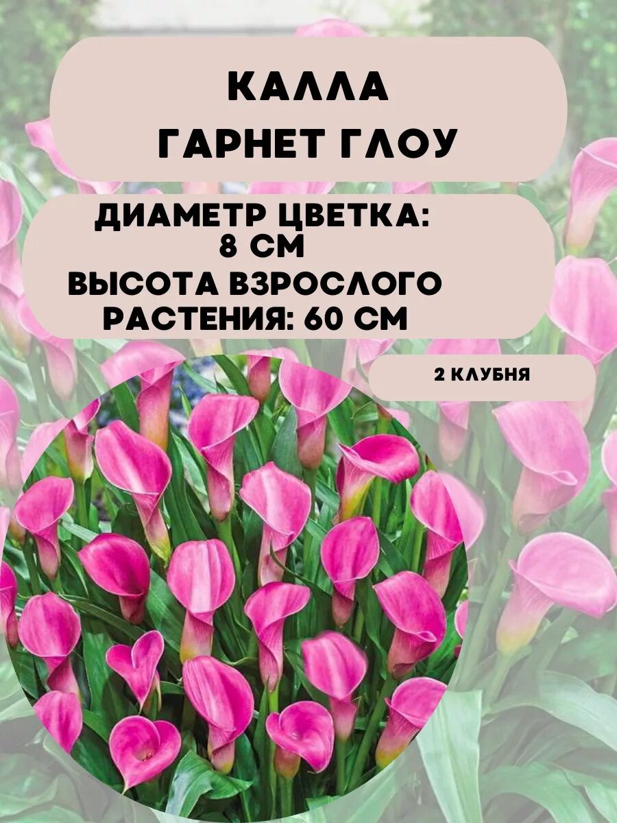 Клубни каллы; Калла цветок