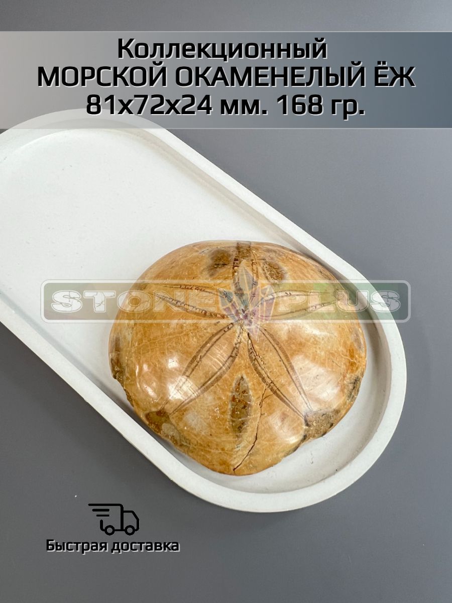 Коллекционный натуральный окаменелый морской ёж