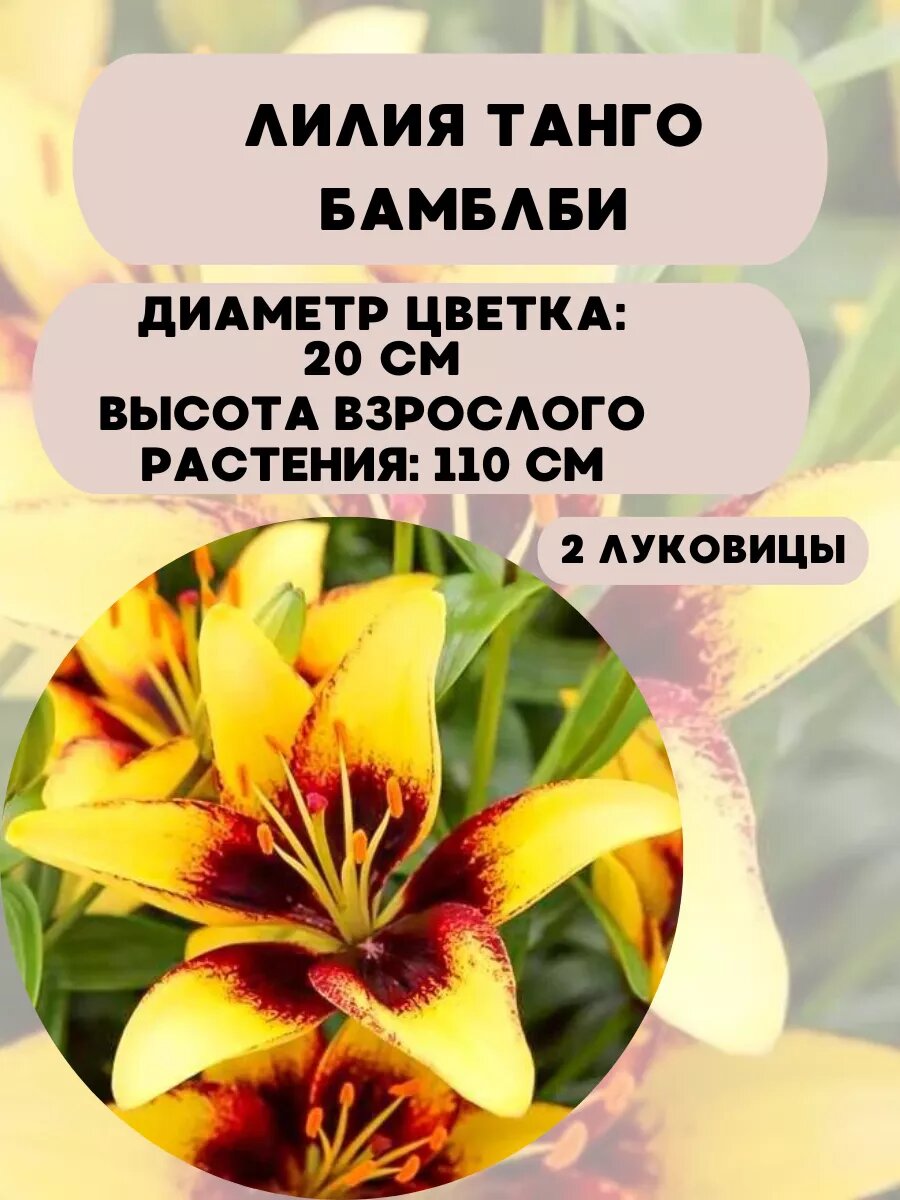 Луковицы лилий ; Азиатская лилия
