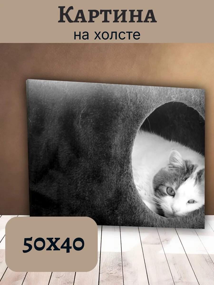 Картина Постер Кот Кошка Cat 40x50 черно-белый Пушистый