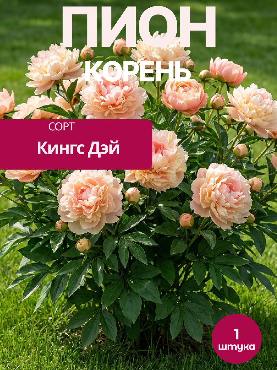 Пион Кингс Дэй корень 1 шт